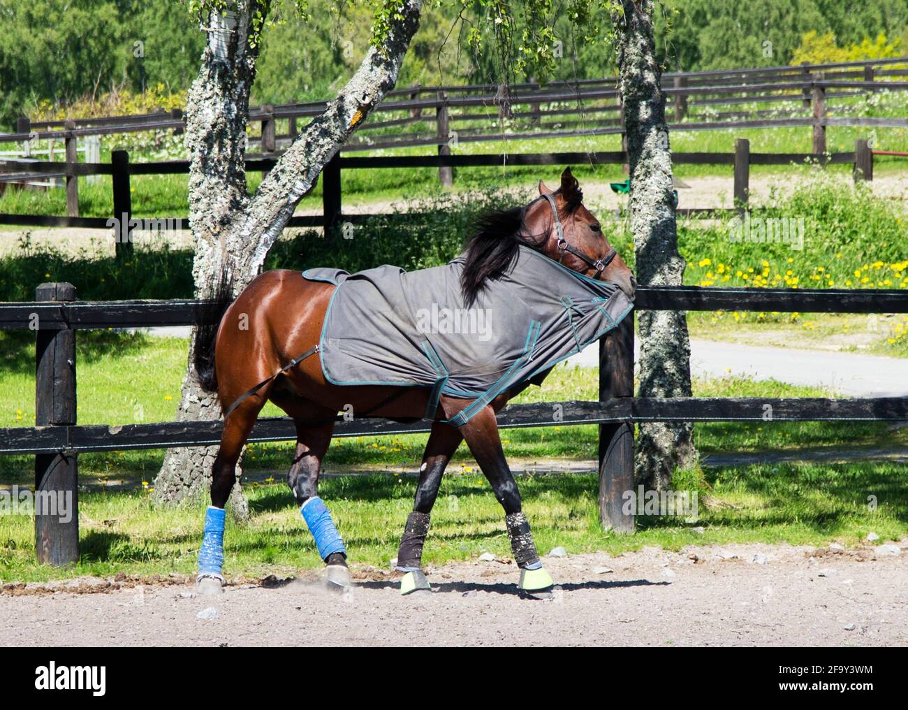 Horse in paddock Stock Photo - Alamy