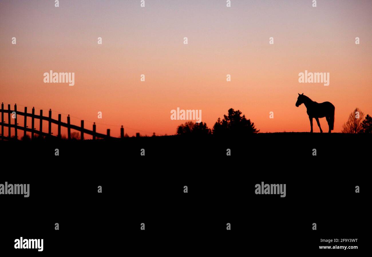 Horses in a paddock spring hi-res stock photography and images - Alamy