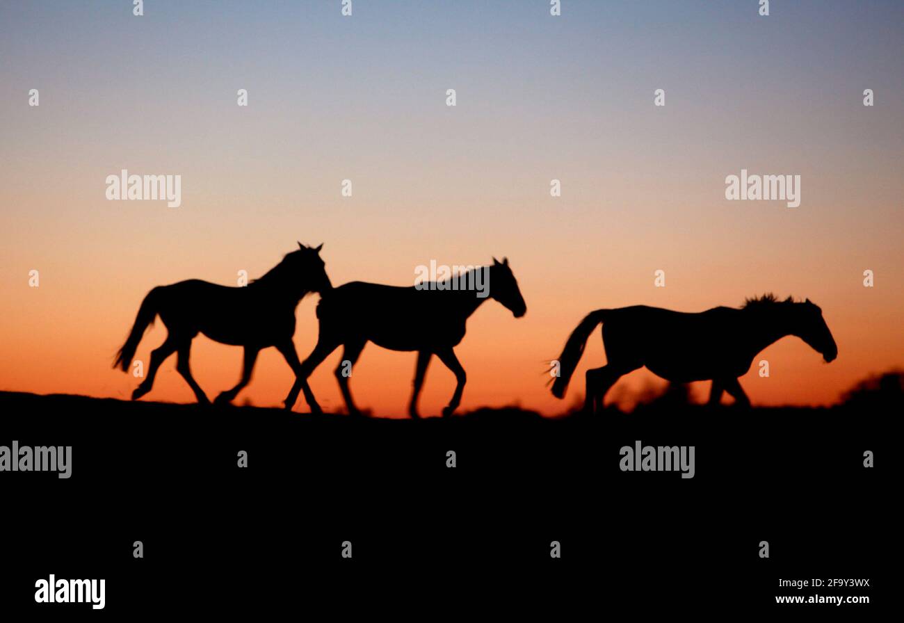 Horses galloping in a horse paddock during sunset Stock Photo - Alamy