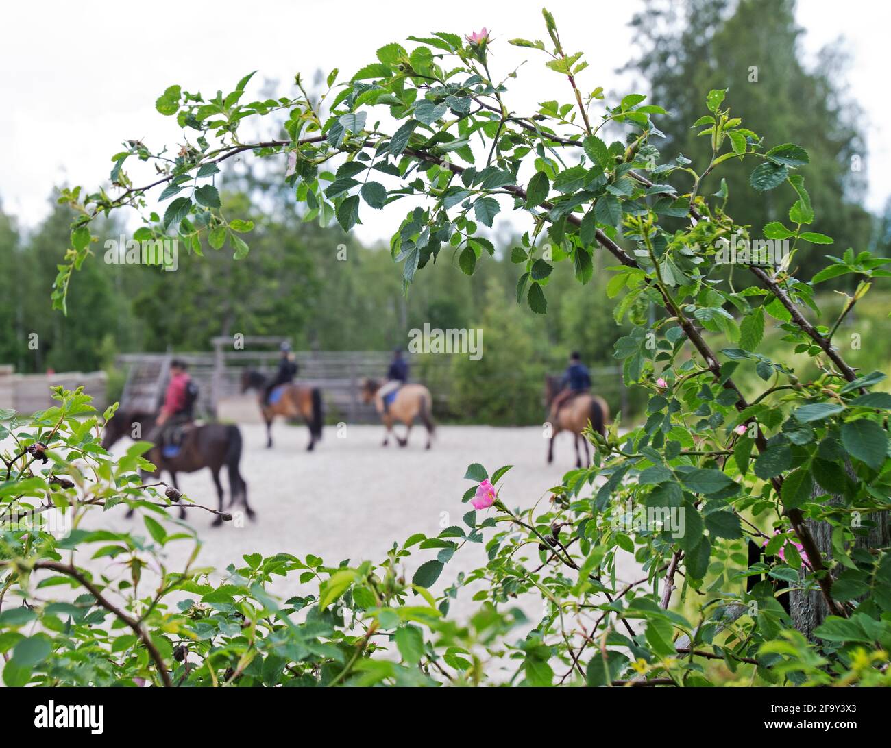 Horses in a paddock Stock Photo - Alamy