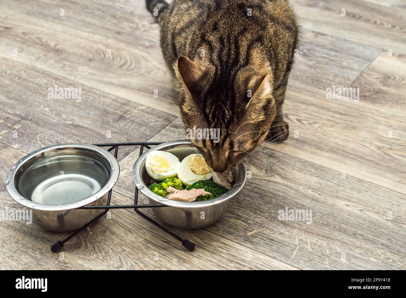 Cat eating wet food hi-res stock photography and images - Alamy
