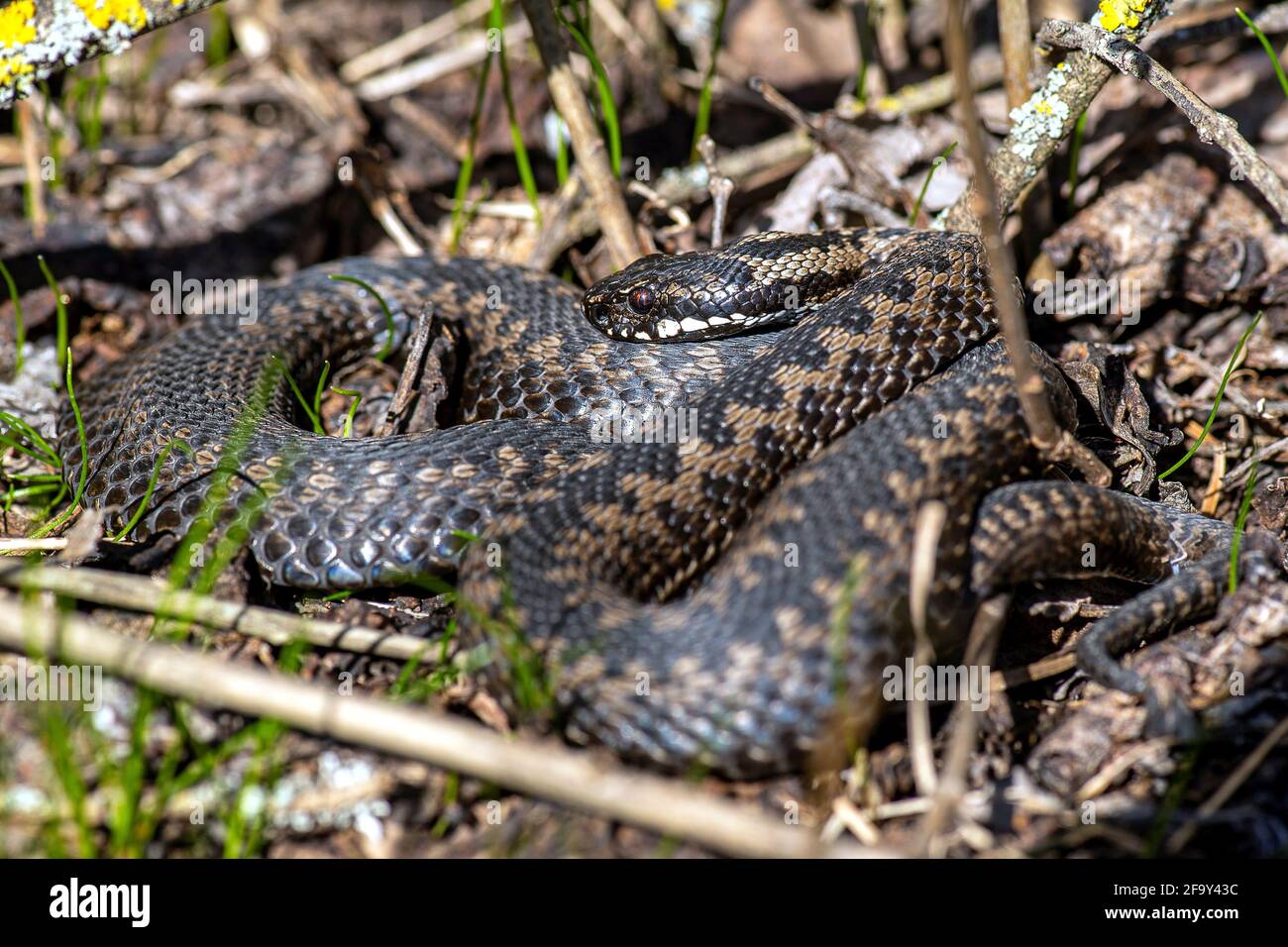 The common European adder or common European viper (Vipera berus ...