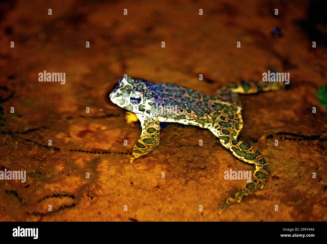 European green toad (Bufotes viridis) Photo: Bengt Ekman / TT / code ...