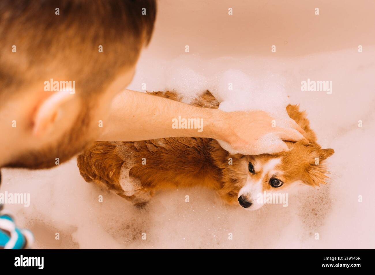 Young man washes his ginger dog in the bathroom Stock Photo - Alamy