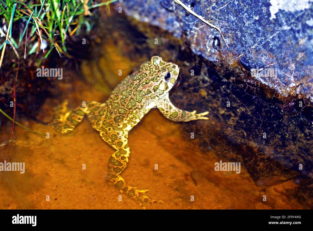 European green toad (Bufotes viridis) Photo: Bengt Ekman / TT / code ...