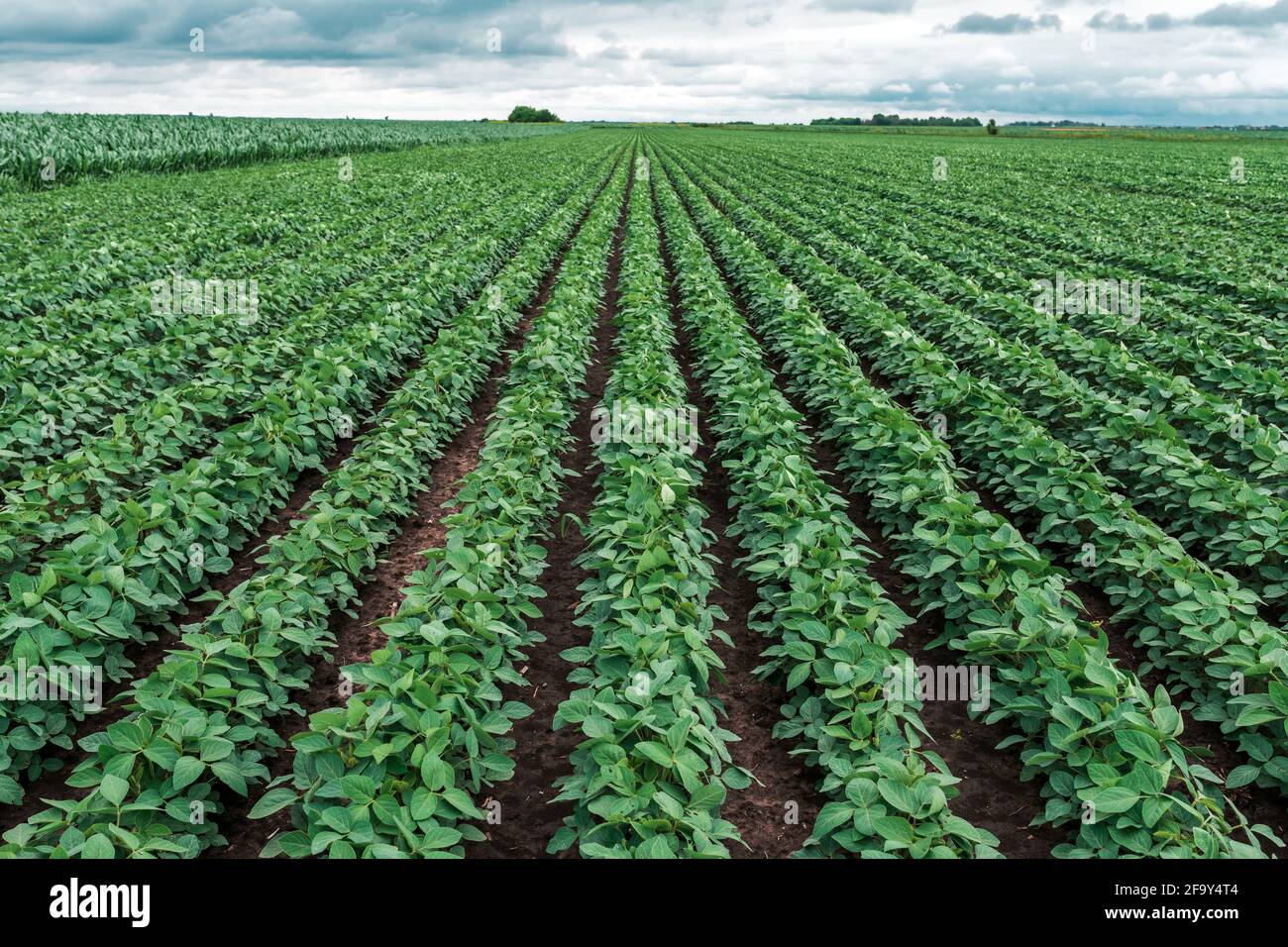 Rows of cultivated soybean crops in field in diminishing perspective ...