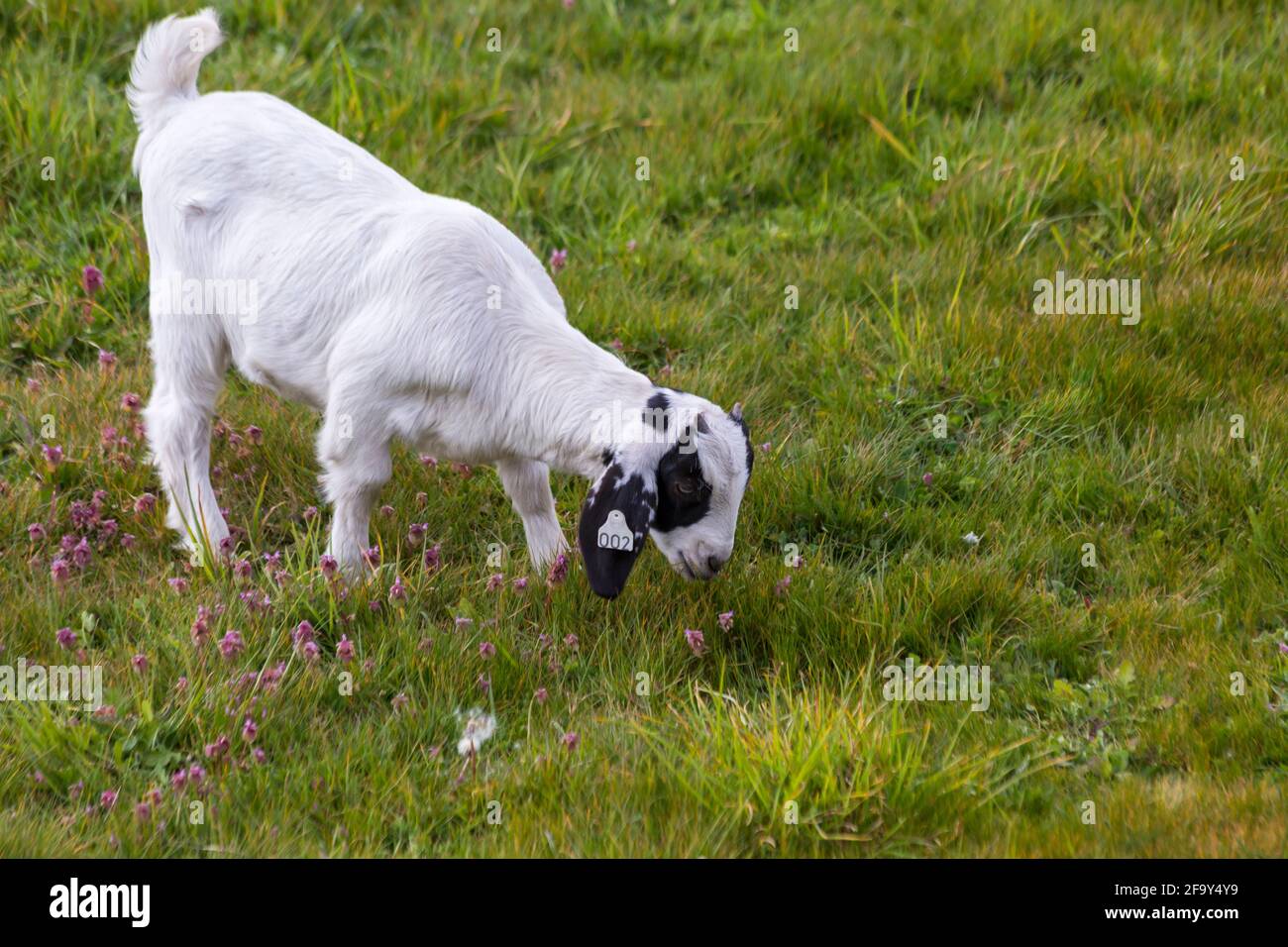 Bournemouth goat hi-res stock photography and images - Alamy