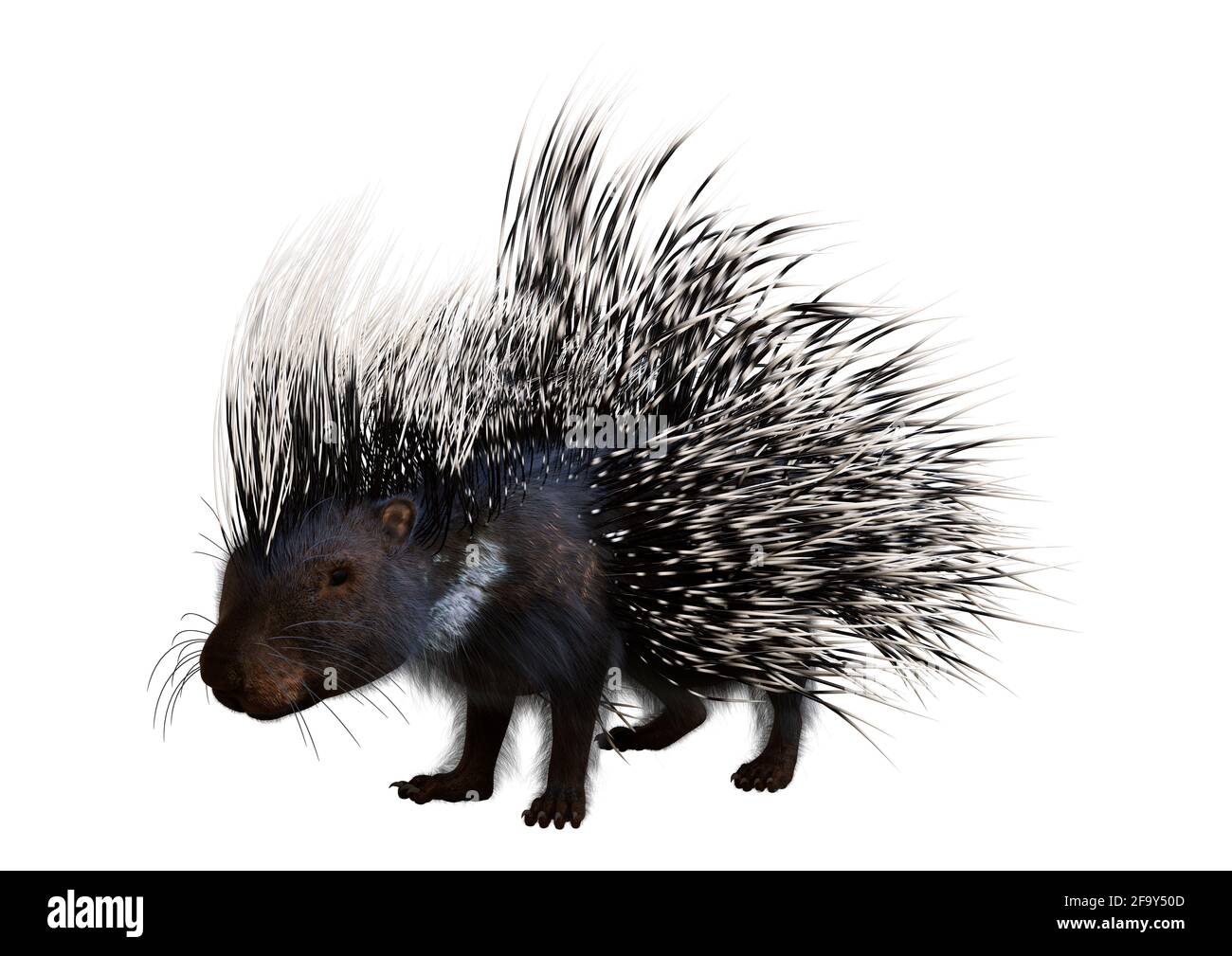 African Crested Porcupine High Resolution Stock Photography and Images ...