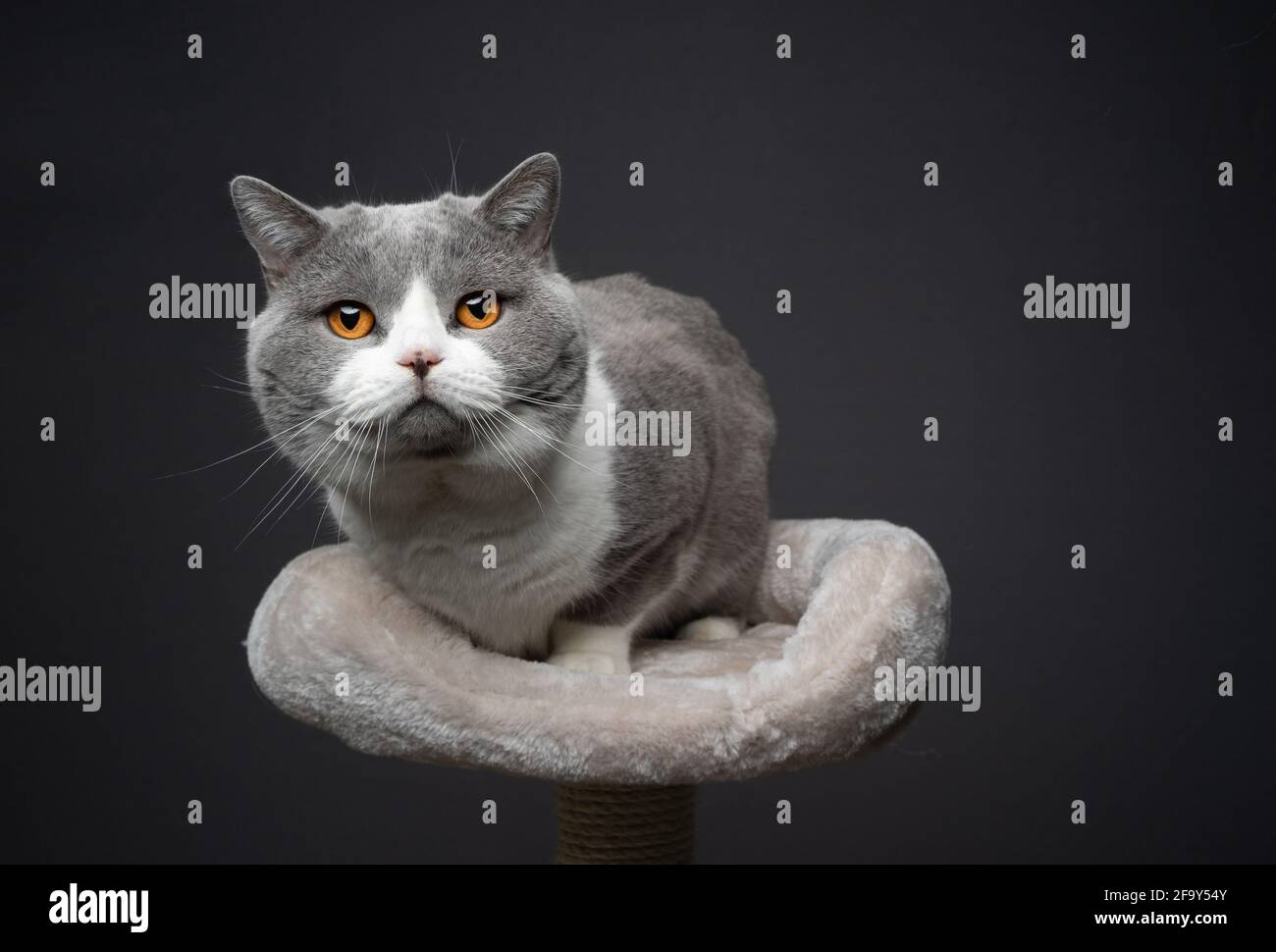 British Shorthair Blue And White