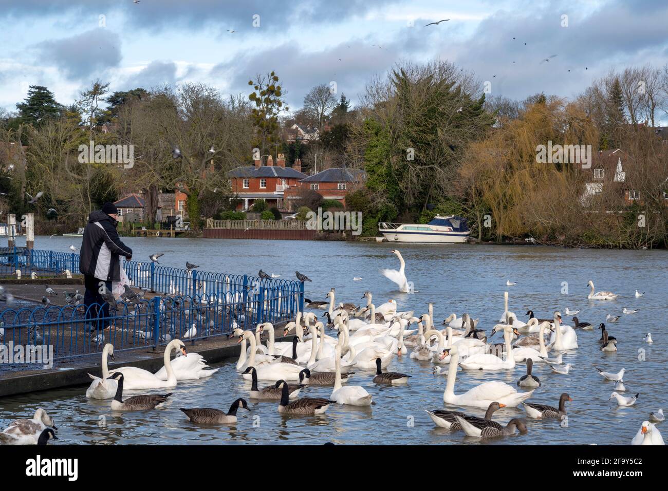 Feeding swans at Reading swan sanctuary Stock Photo - Alamy