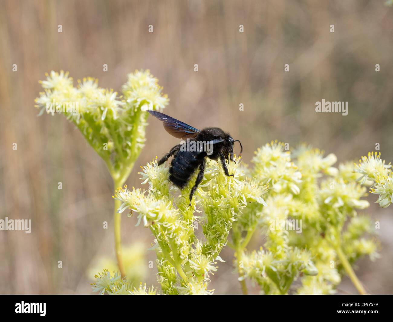 Black proboscis hi-res stock photography and images - Alamy