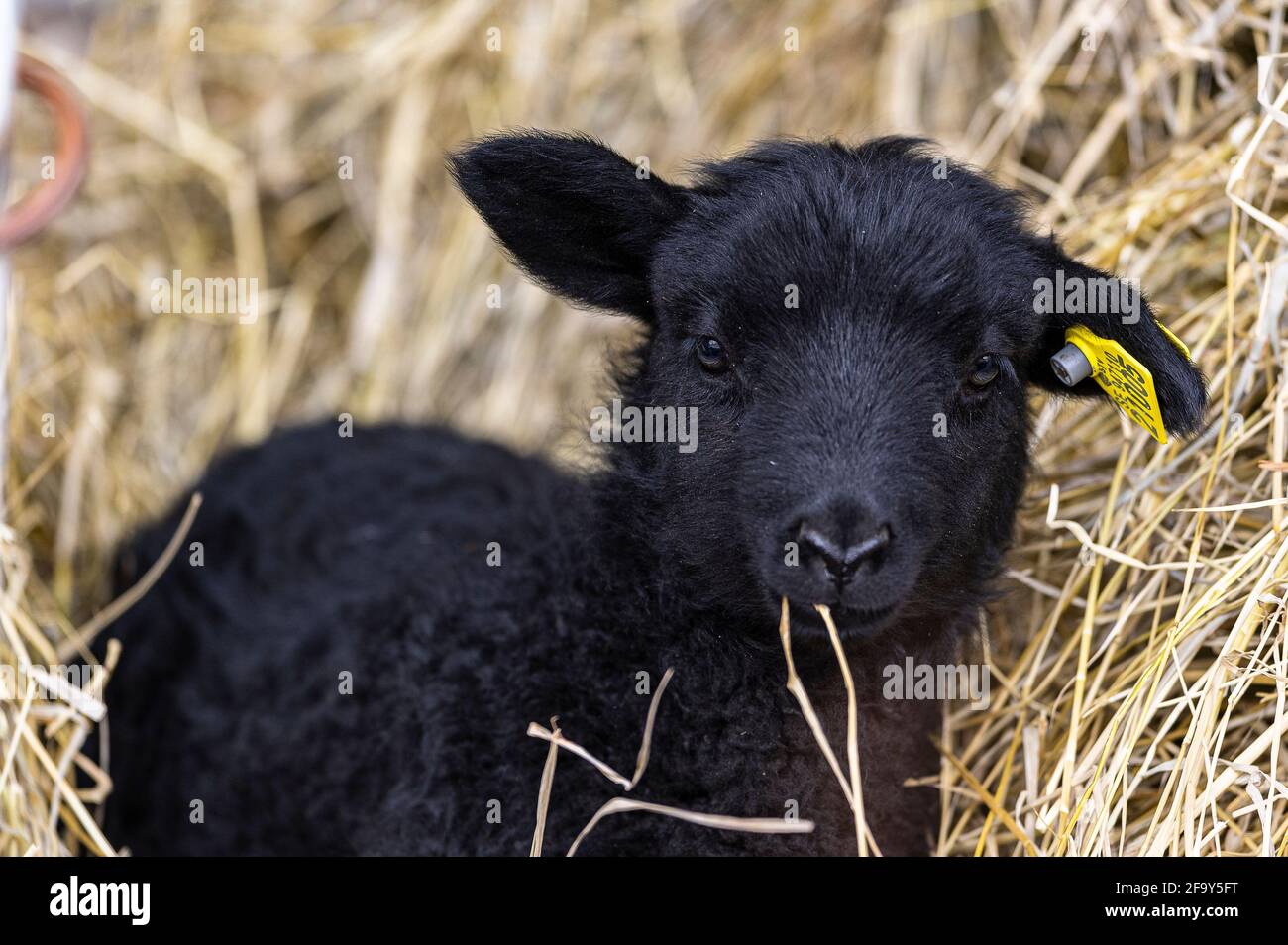 Black lamb (Ovis aries) Photo: Ola Jennersten / TT / code 2754 Stock ...