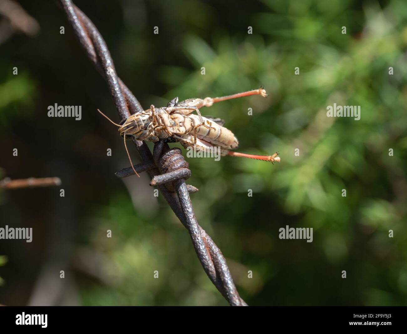 Branch impaled hi-res stock photography and images - Alamy