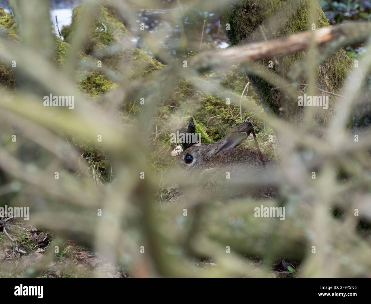 Rabbit crouching in Carr scrub Stock Photo - Alamy
