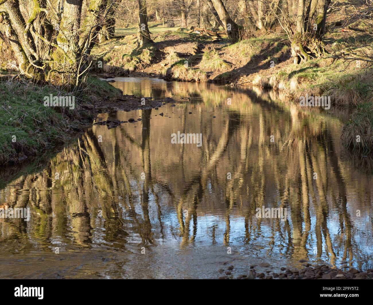 Shallow woodland stream hi-res stock photography and images - Alamy