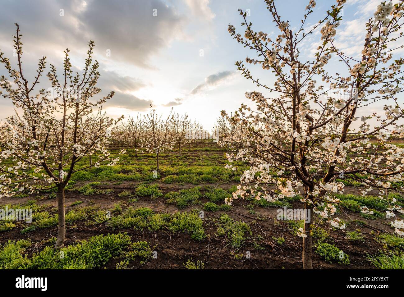 Cherry blossom fruit orchard in spring Stock Photo - Alamy