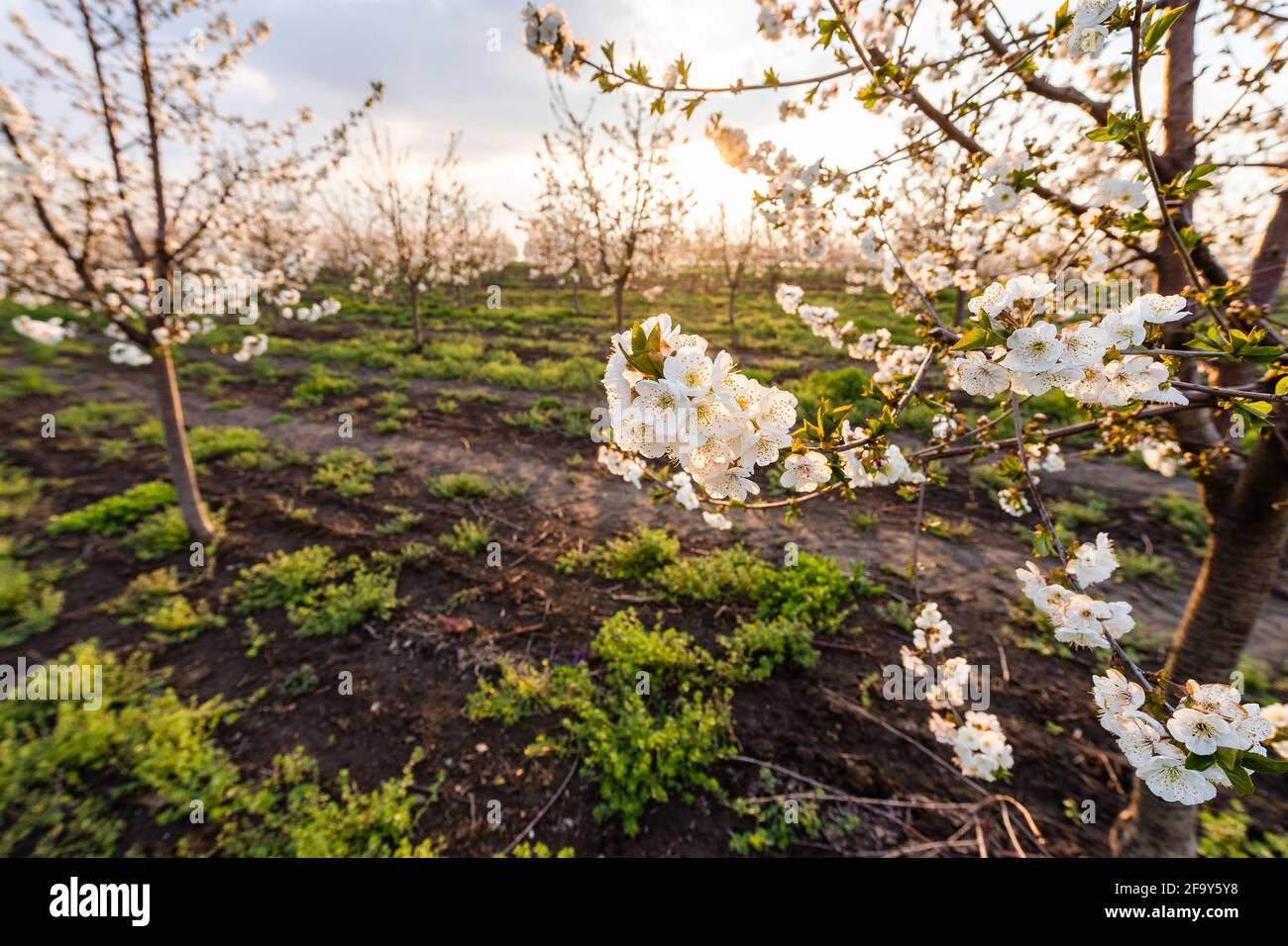 Cherry blossom fruit orchard in spring Stock Photo - Alamy