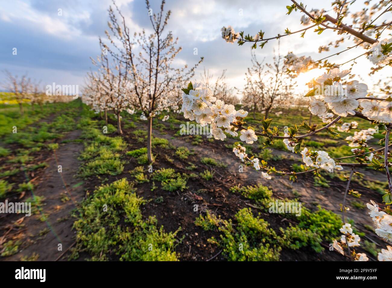 Cherry blossom fruit orchard in spring Stock Photo - Alamy