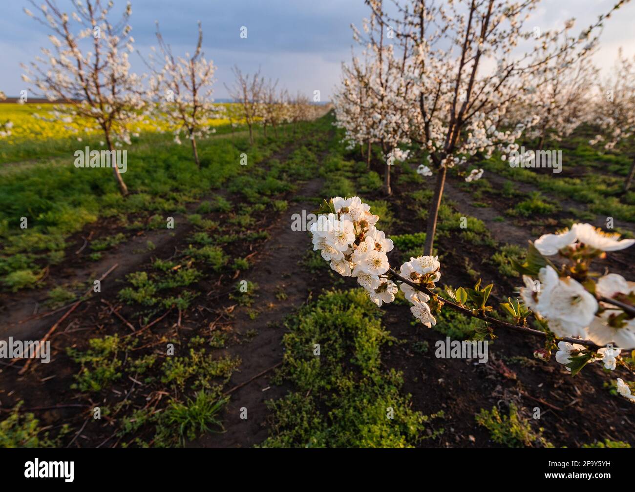 Cherry blossom fruit orchard in spring Stock Photo - Alamy