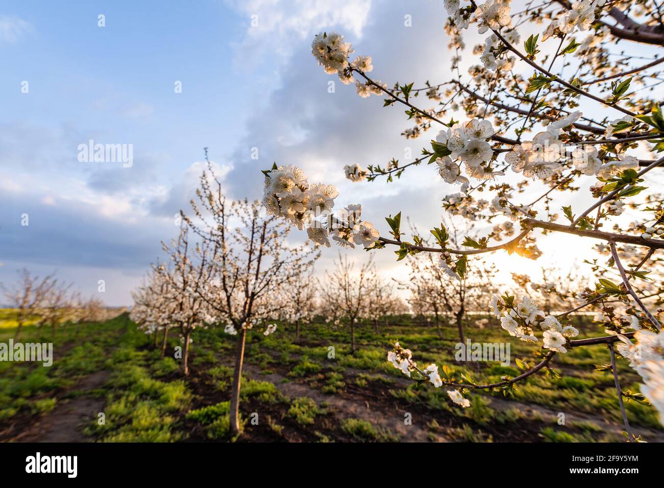 Cherry blossom fruit orchard in spring Stock Photo - Alamy