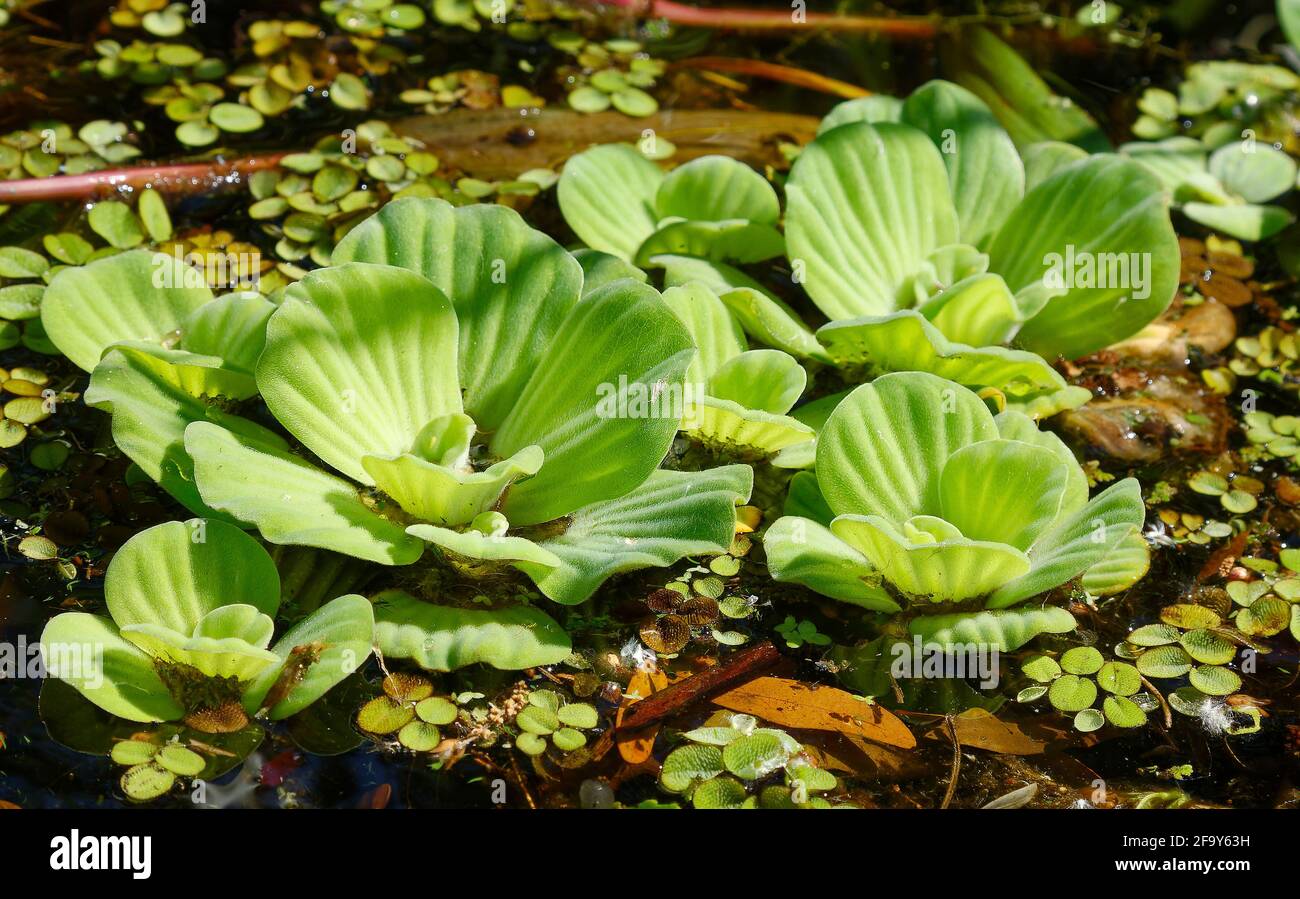 Water lettuce, Water bonnets, dense mat, green aquatic vegetation ...