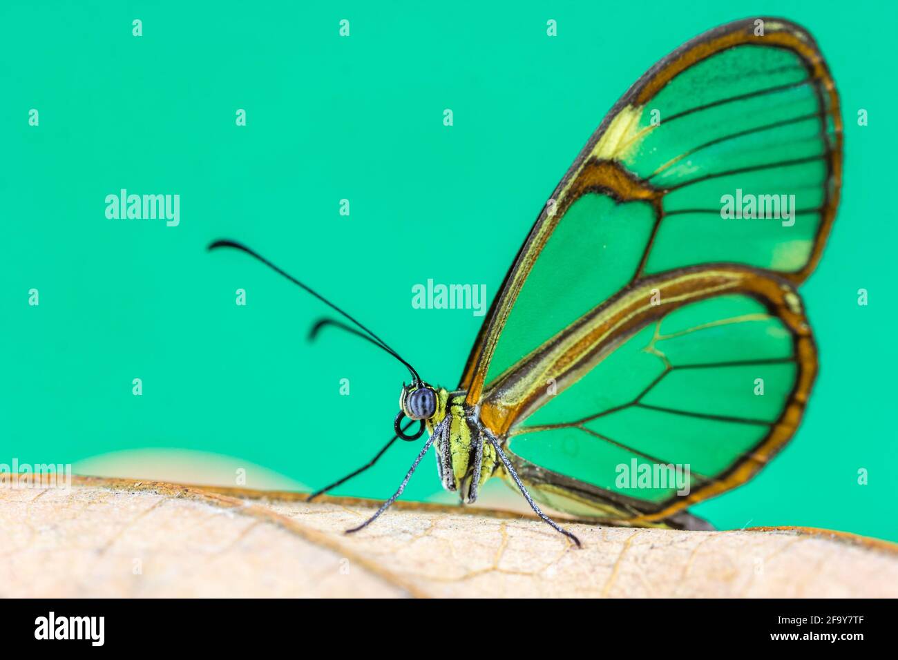 Macro shot of a butterfly with transparent wings on a green background ...