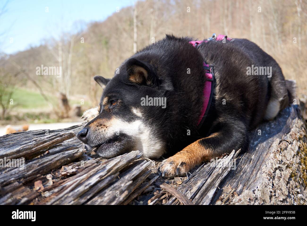 Cute black and tan shiba inu lying on a log Stock Photo - Alamy
