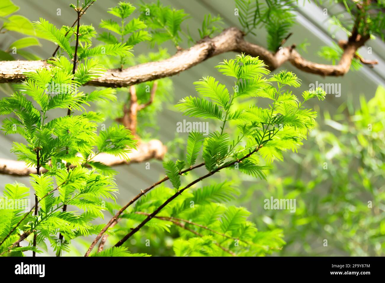 Branch needles hi-res stock photography and images - Alamy