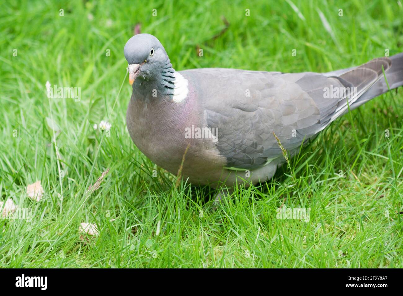 Largest pigeon farm hi-res stock photography and images - Alamy