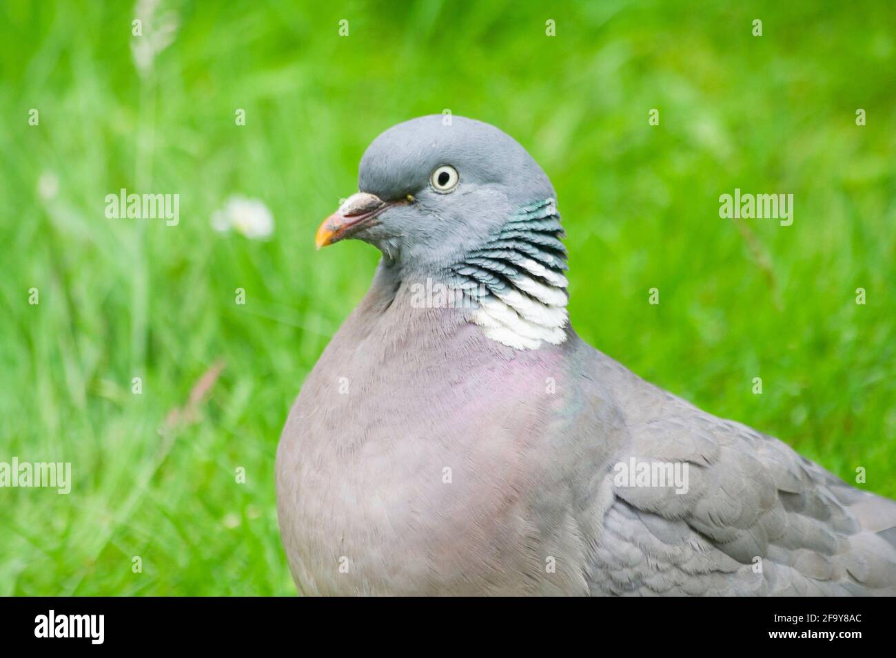 Wood pigeon (Columba palumbus) on grassland, Scotland Stock Photo - Alamy