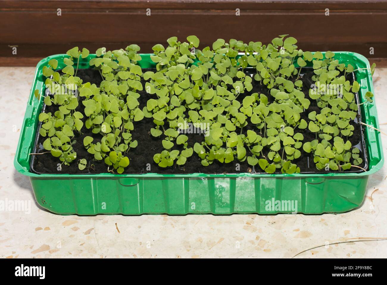 Basil plant hydroponics hi-res stock photography and images - Alamy