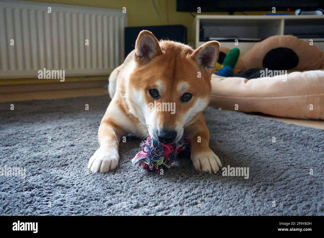 Cute red shiba inu lying on a carpet and chewing its toy Stock Photo ...