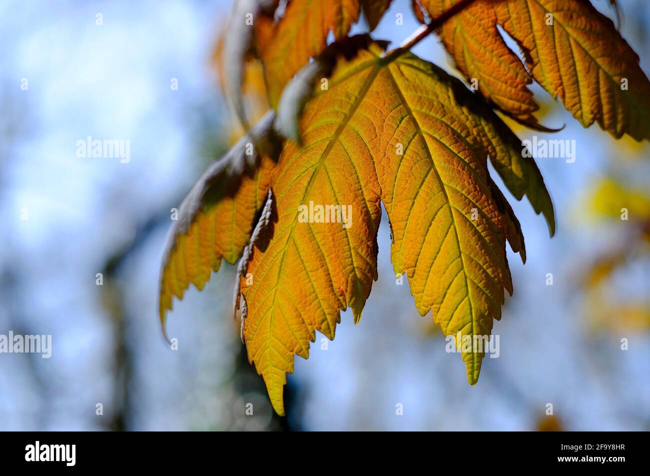 Sycamore tree spring hi-res stock photography and images - Alamy