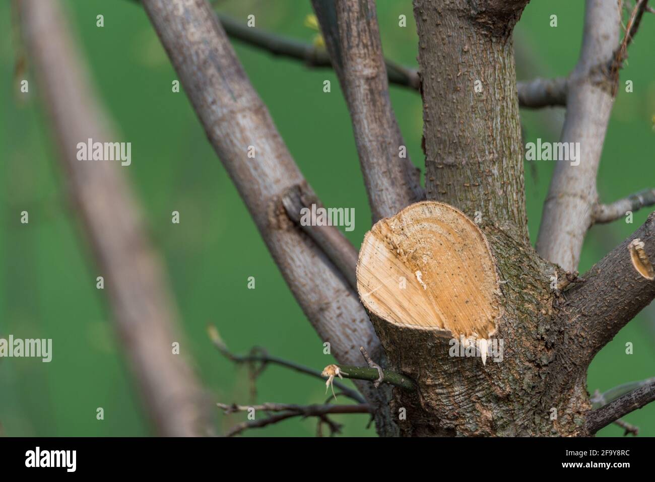 A close-up of a tree with a cut off branch. Wound in the tree Stock ...
