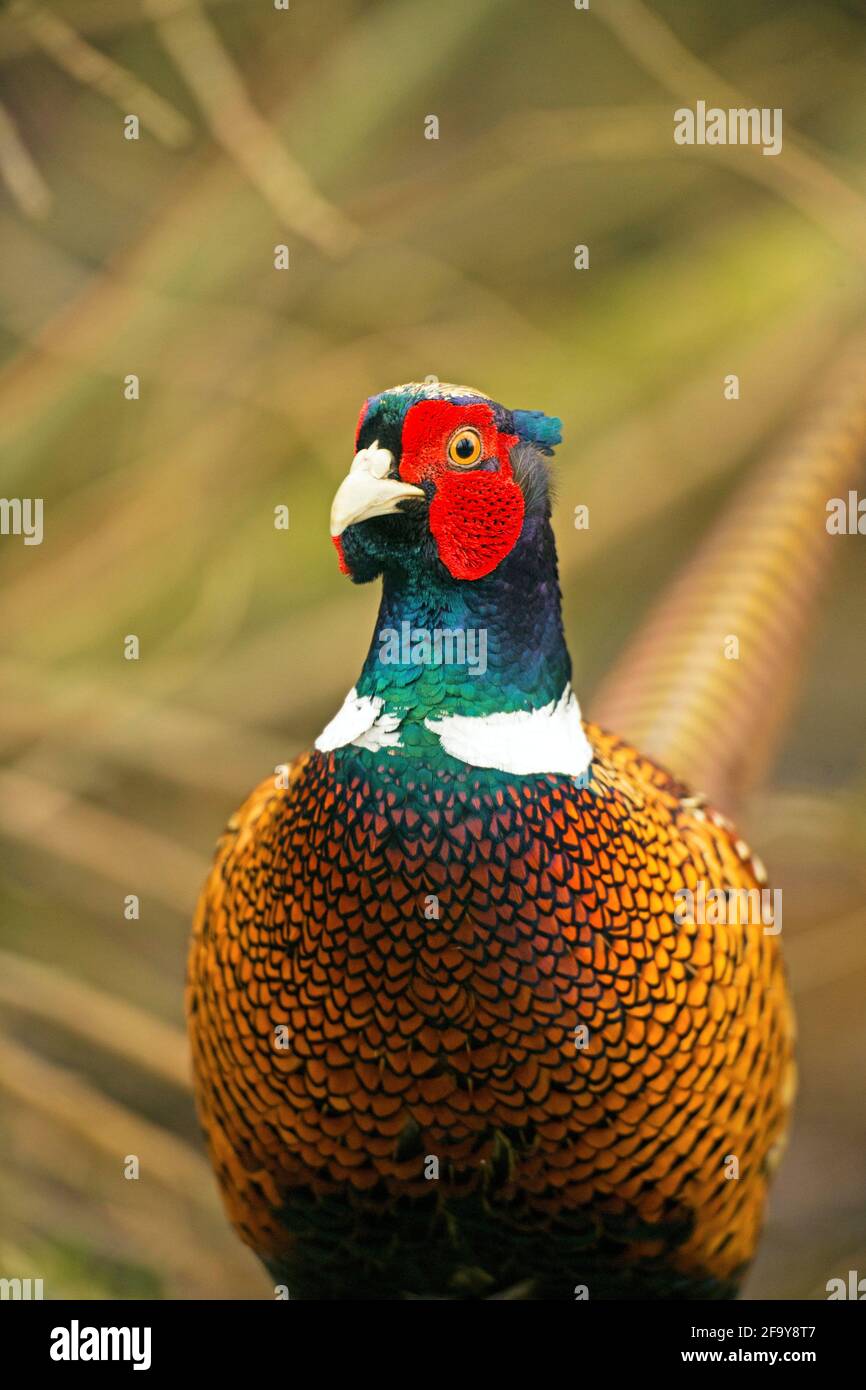 Ring-necked Pheasant (Phasianus colchicus) male, cock Photo: Bengt Ekman / TT / code 2706 Stock ...