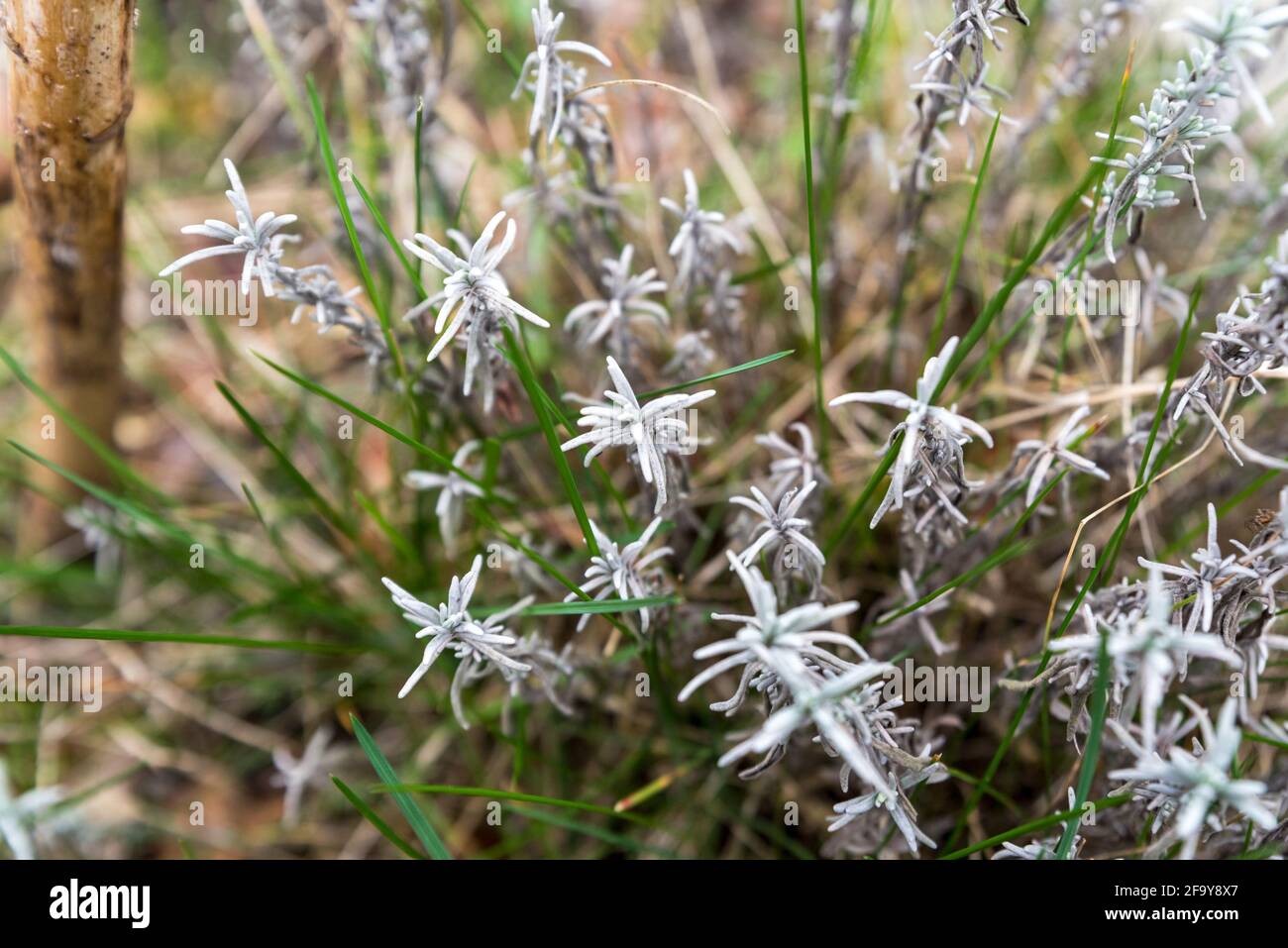 Spring in the garden. ground-level plants and fresh grass Stock Photo ...