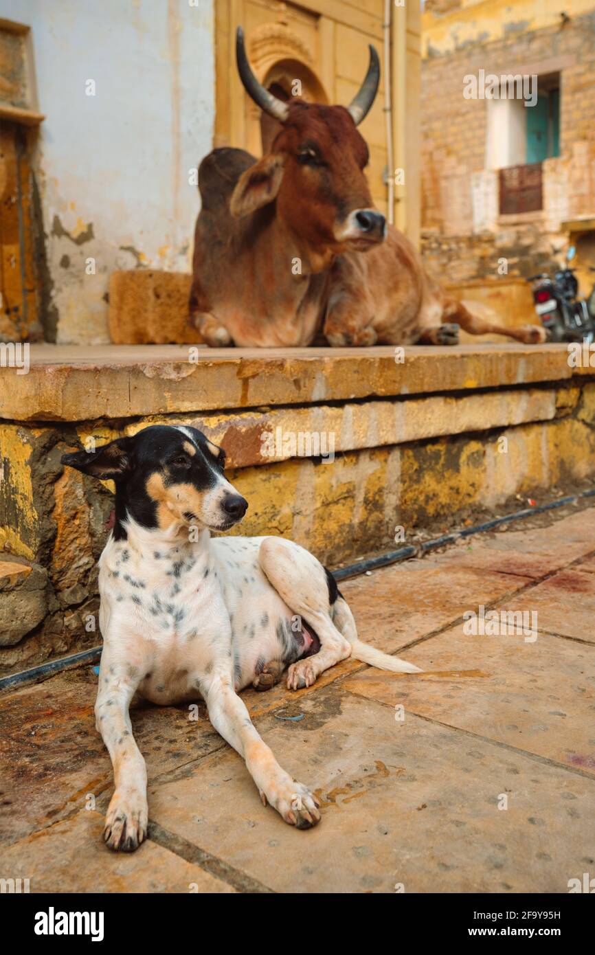 Indian cow resting in the street Stock Photo - Alamy