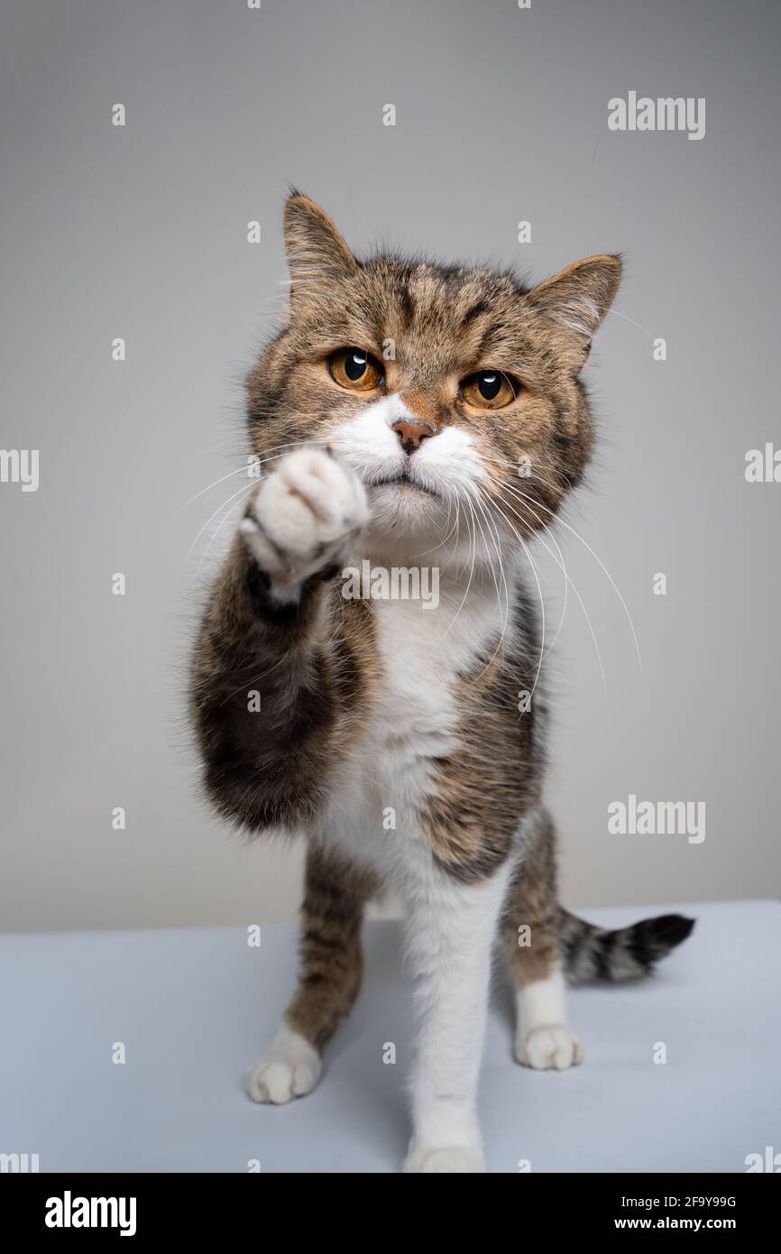 studio shot of a cute tabby white cat raising paw reaching for camera ...