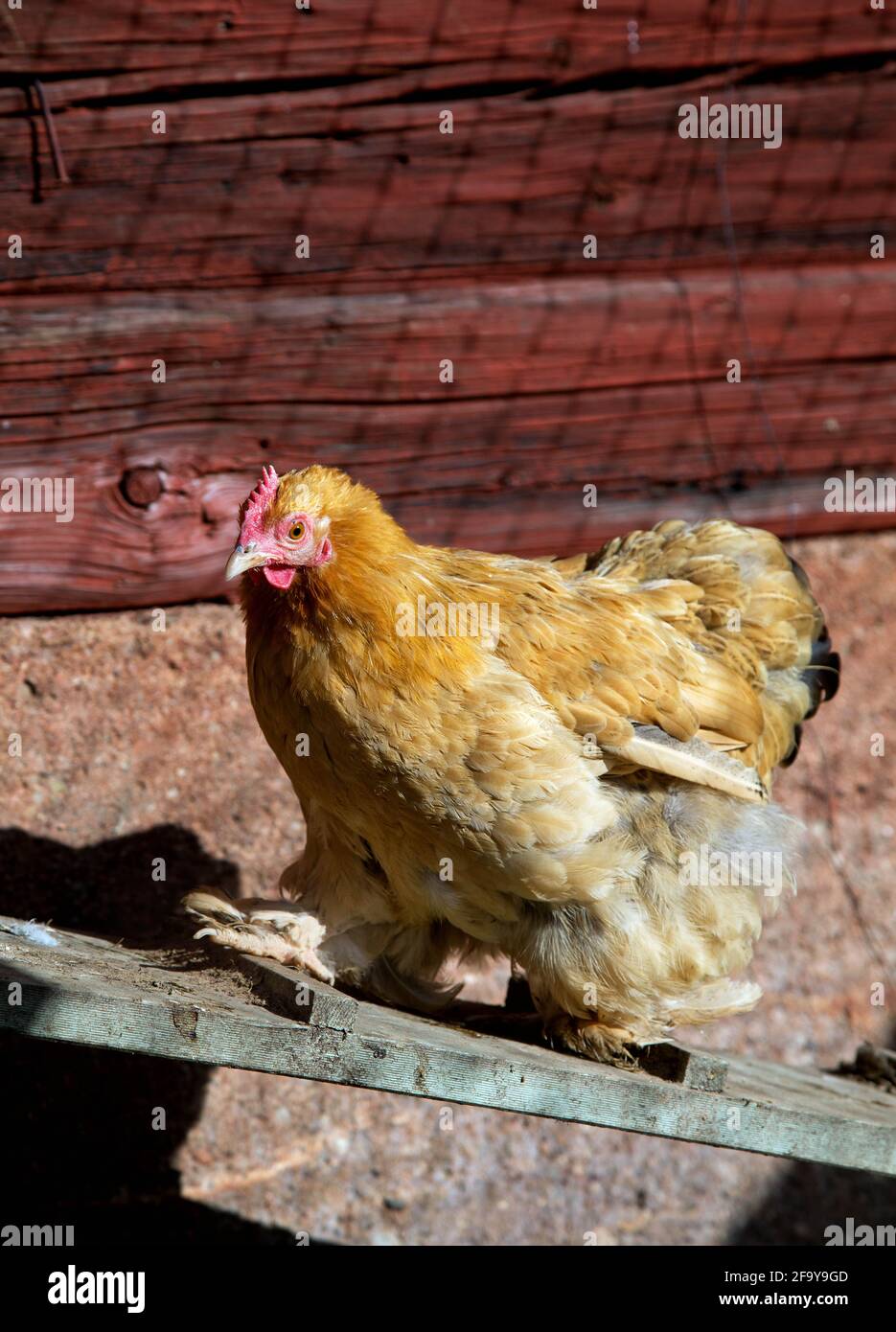 Hens in a hen house on a farm in the countryside Stock Photo - Alamy