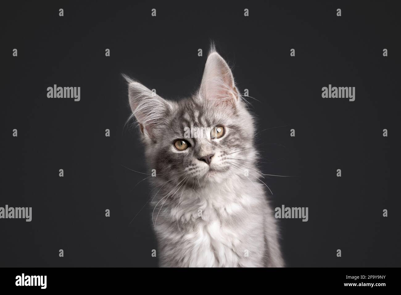 curious silver tabby maine coon kitten looking at camera on gray ...