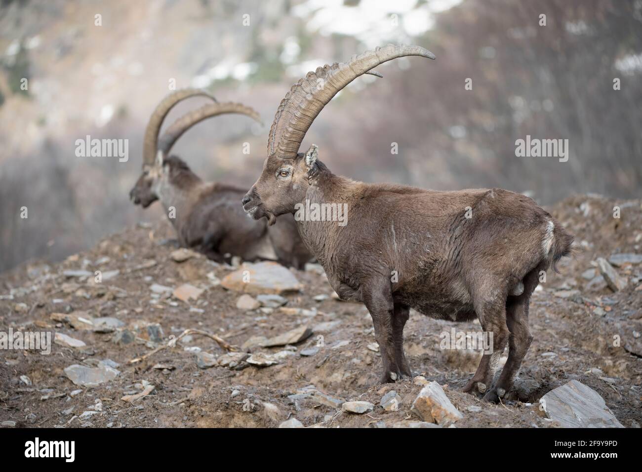 Ibexes in the Alps mountains (Capra ibex Stock Photo - Alamy