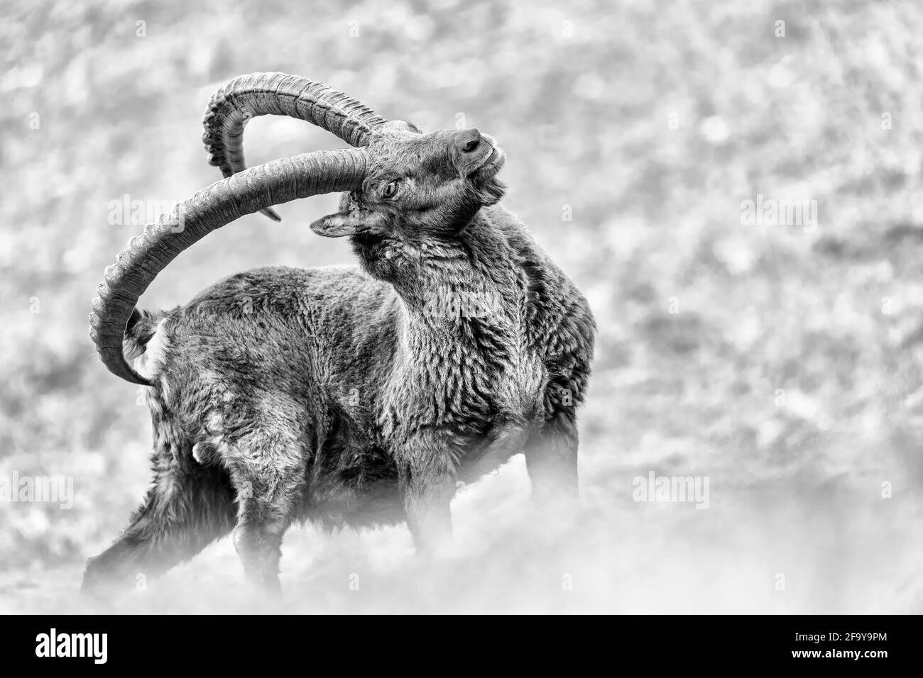 Black and white portrait of majestic Ibex male (Capra ibex Stock Photo ...