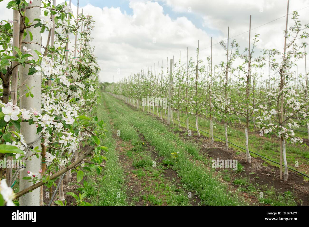 Small business, modern industry and blooming orchard, outdoor Stock ...