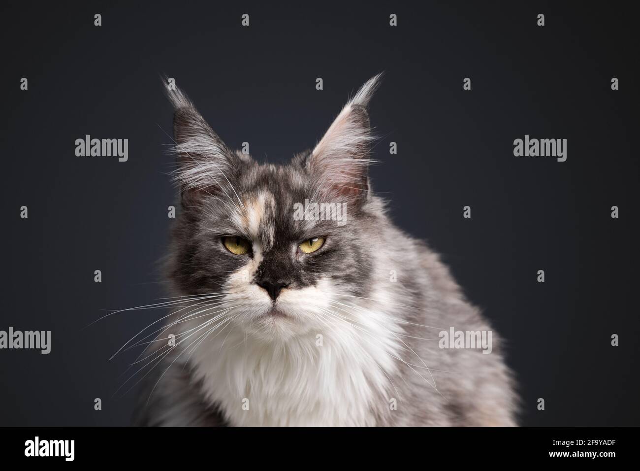 studio portrait of a beautiful tortie white maine coon cat looking at ...