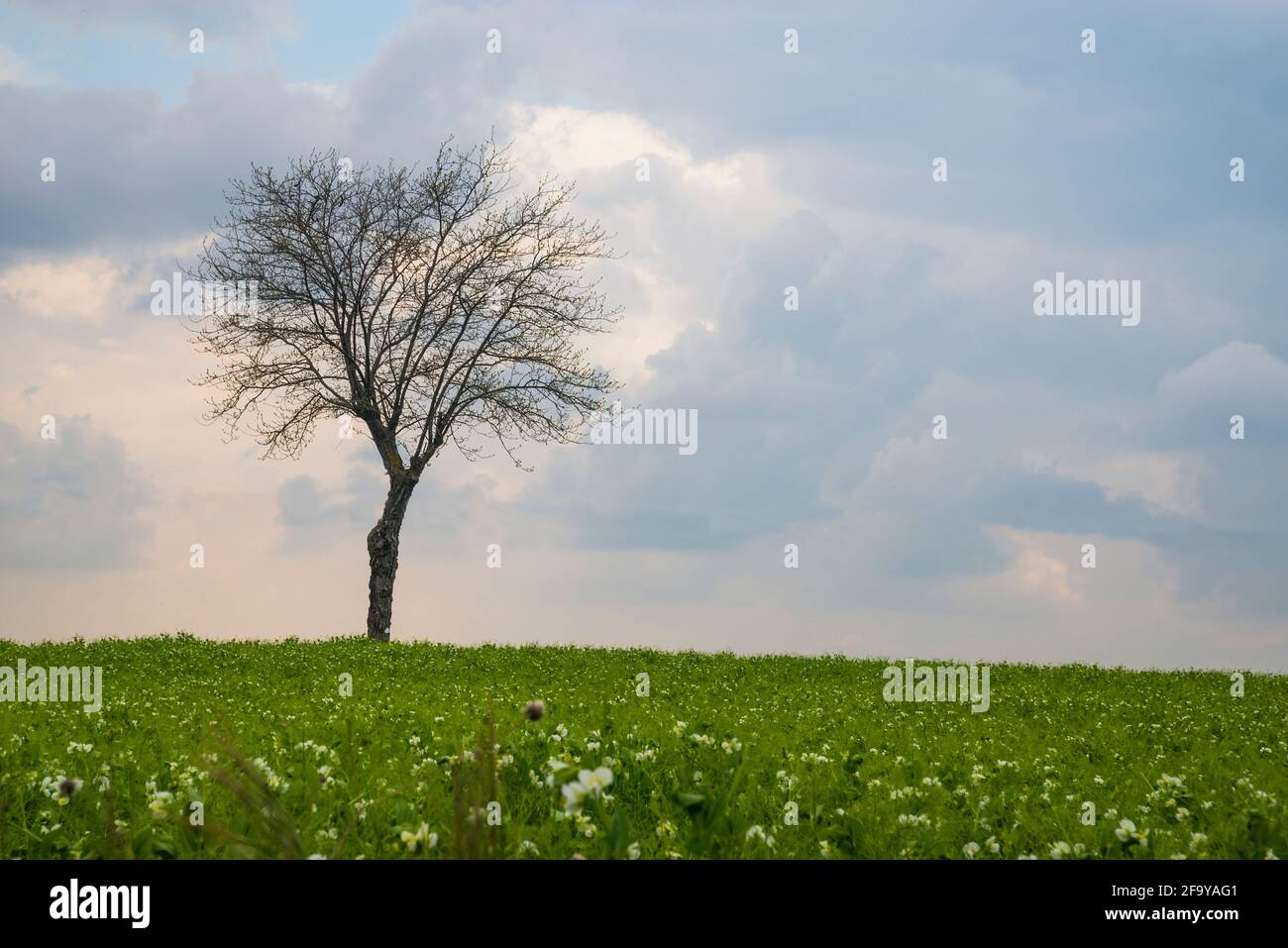 Solitary tree in meadow Stock Photo - Alamy
