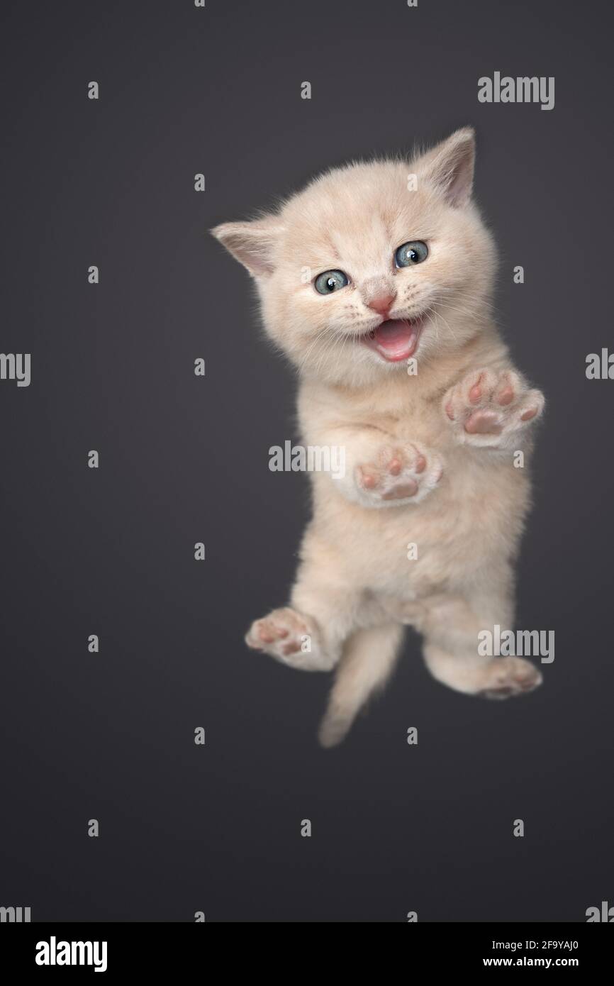 Cream tabby hi-res stock photography and images - Alamy