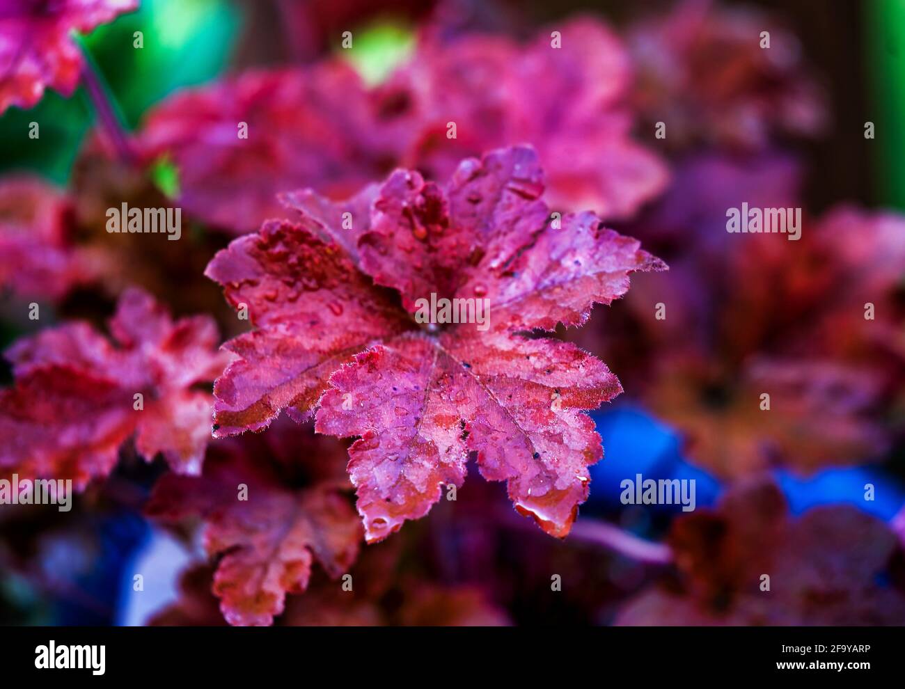 Deep red plant leaves after the rain had past Stock Photo - Alamy