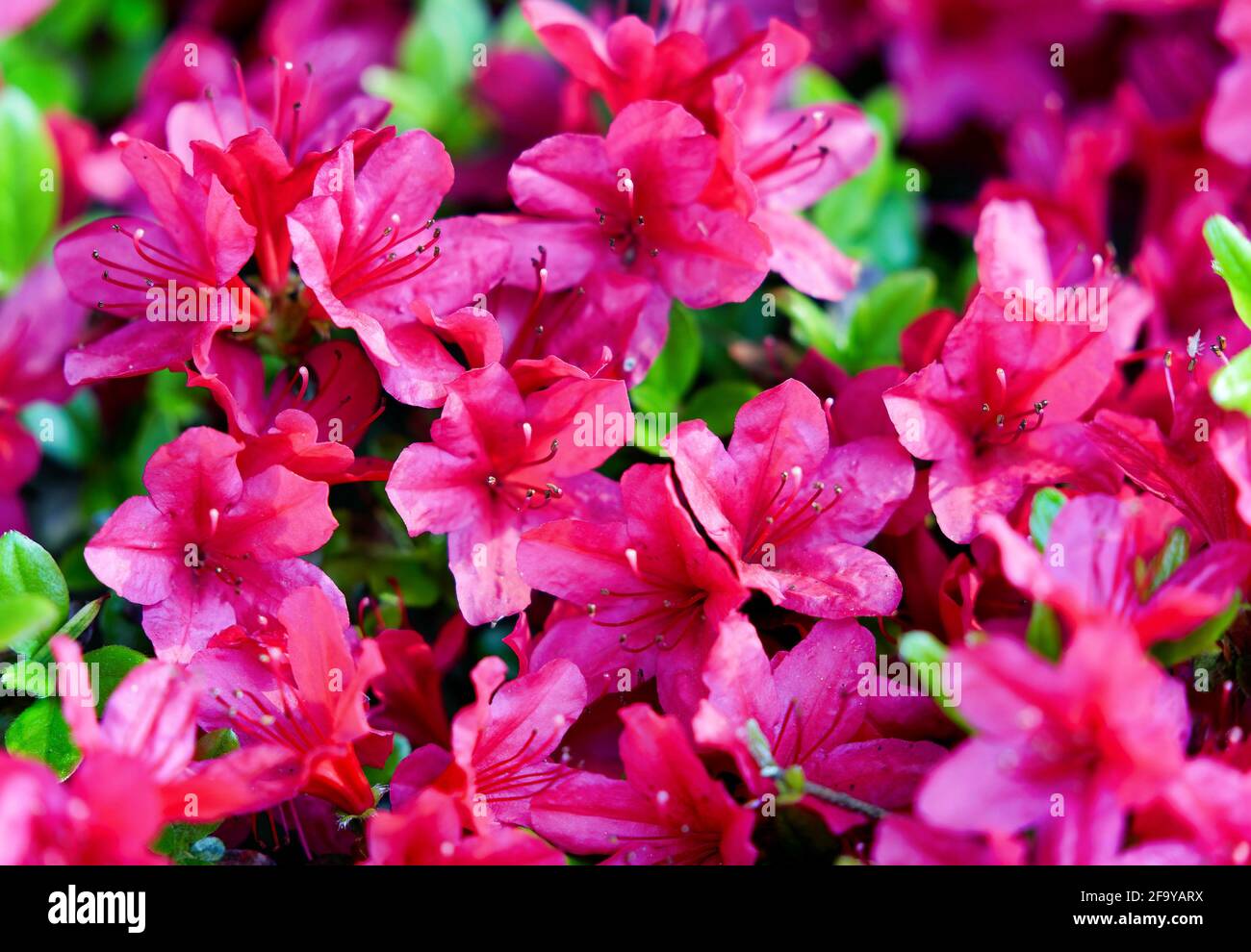 Azaleas in full Spring bloom Stock Photo - Alamy