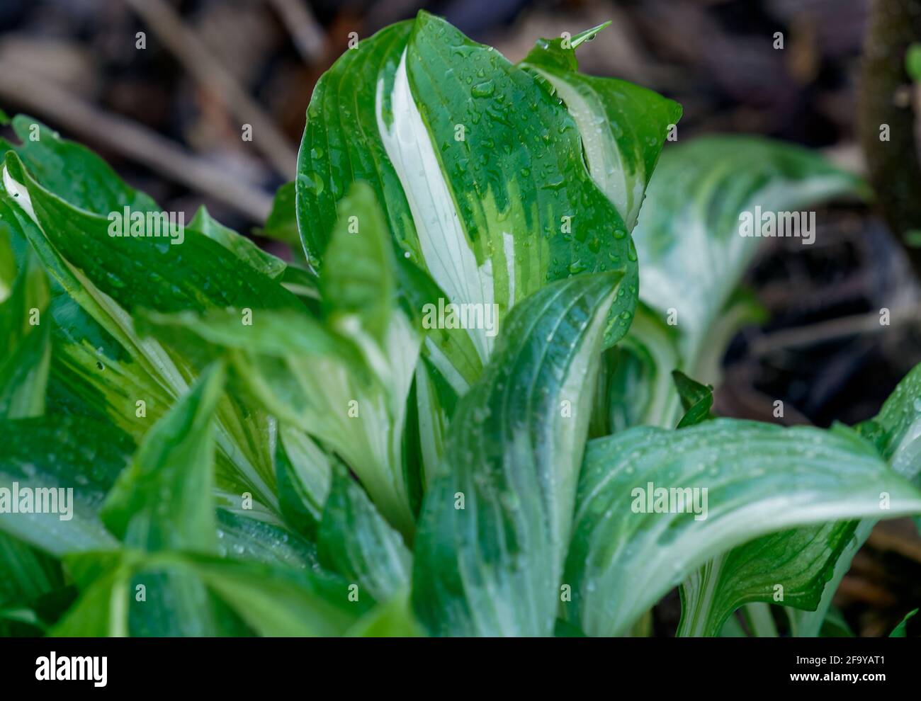 Hostras hi-res stock photography and images - Alamy