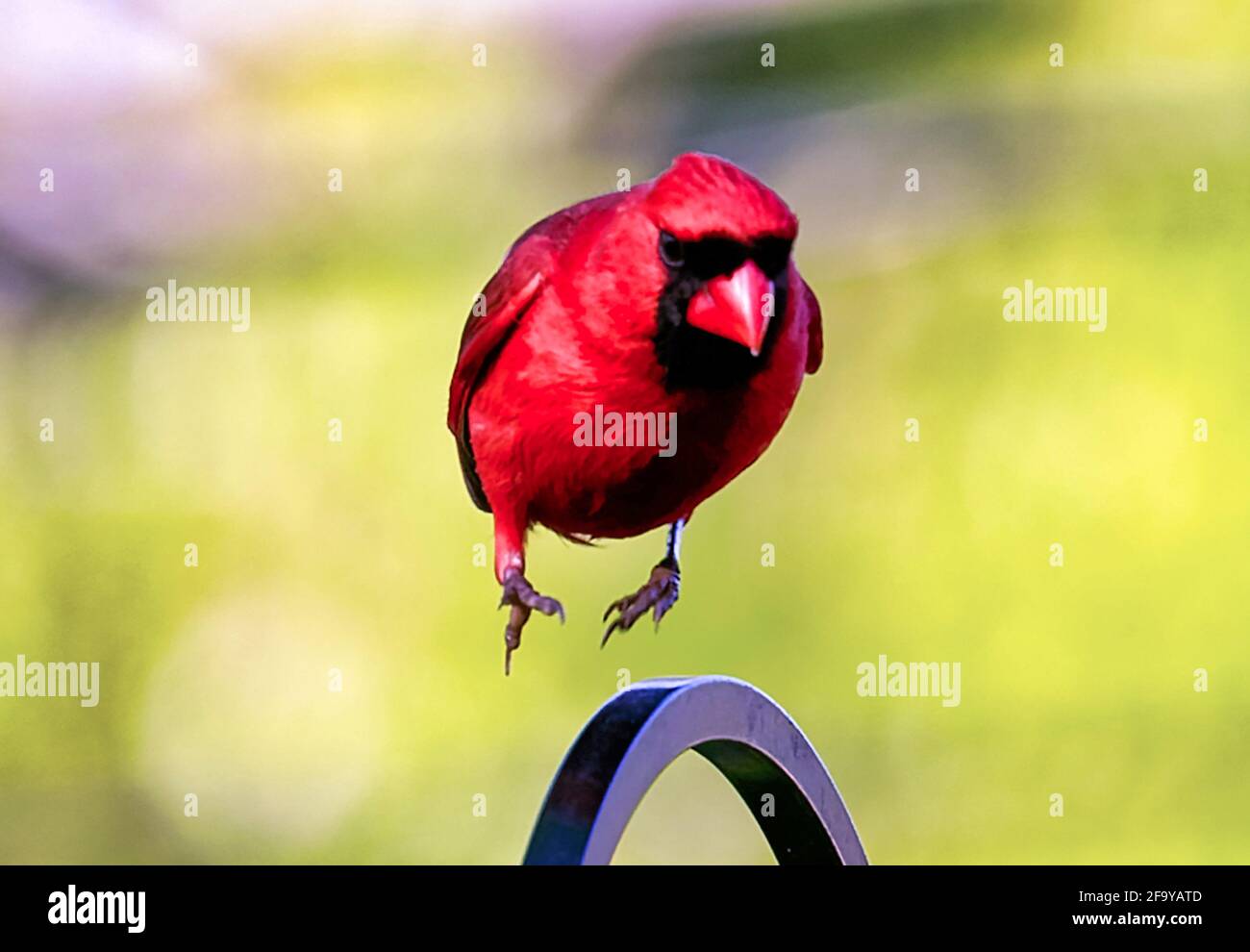 Northern Cardinal jumps off its garden perch Stock Photo - Alamy